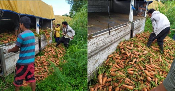 Benguet farmers dump up to 5 tons of unsold carrots – Free SPITS (SPEECH)